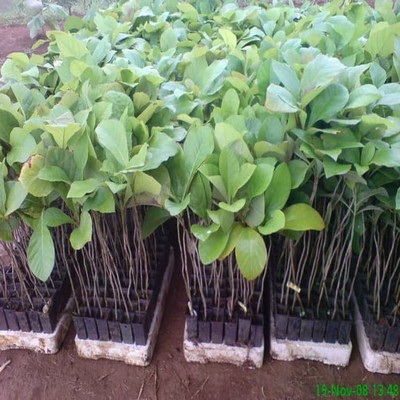 Jual bibit pohon jati Harga Terbaik & Termurah Desember 2022 | Shopee ...