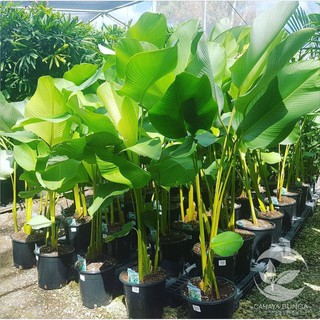 Jual Tanaman Hias Calathea Lutea I Pisang Calathea Indonesia|Shopee ...