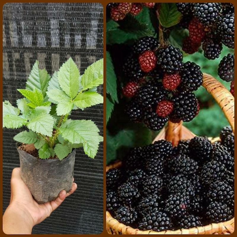 Jual Bibit Buah BlackBerry super genjah Benih pohon tanaman buah buahan ...