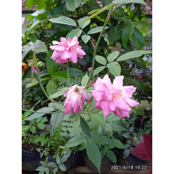 Jual batang stek bunga mawar warna pink perbatang | Shopee Indonesia