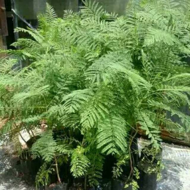Jual Bibit Pohon jacaranda Tanaman hias bunga jacaranda Bibit pohon ...