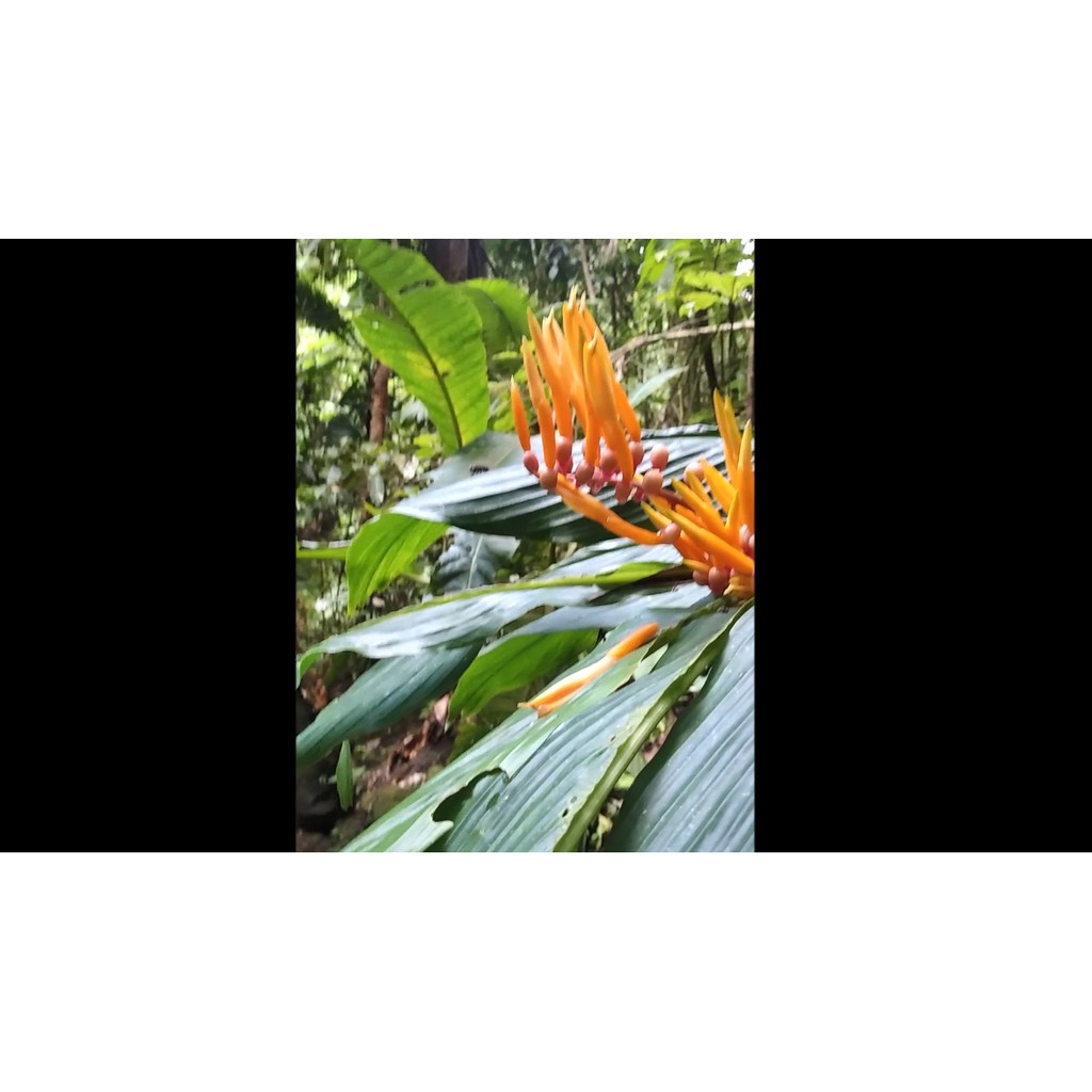 Jual Tanaman Bunga Cantik Hutan Papua | Shopee Indonesia