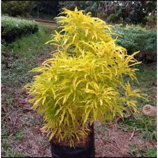 Jual Tanaman Brokoli/Kribo kuning 100% ORIGINAL Sesuai Foto *READY ...