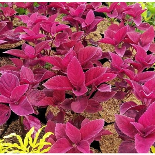 Jual Tanaman hias miana merah-tanaman bayam bayaman merah-miana merah ...