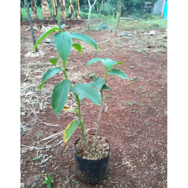 Jual Tanaman hias pacing pentul - Pohon pacing | Shopee Indonesia