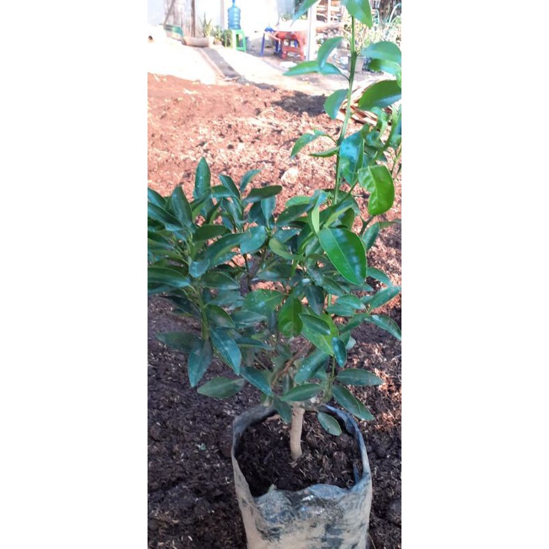 Jual bibit jeruk nipis atau jeruk pecel | Shopee Indonesia Jual bibit jeruk nipis atau jeruk pecel | Shopee Indonesia