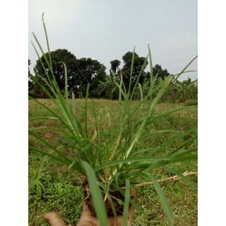 Jual daun tanaman rumput belulang atau Jampang segar 500 gram | Shopee ...