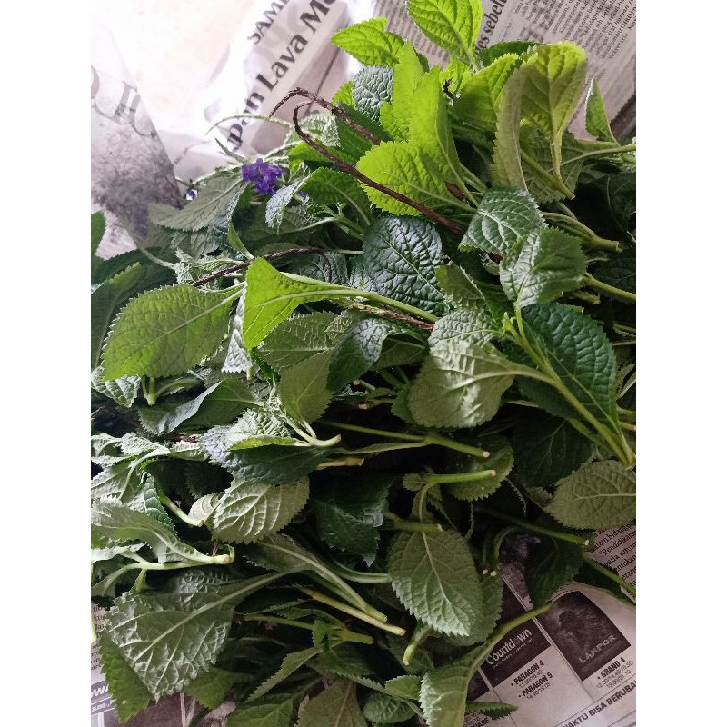 Jual Daun Pecut Kuda Segar Organik - Herbal Tea Leaf untuk batuk radang ...