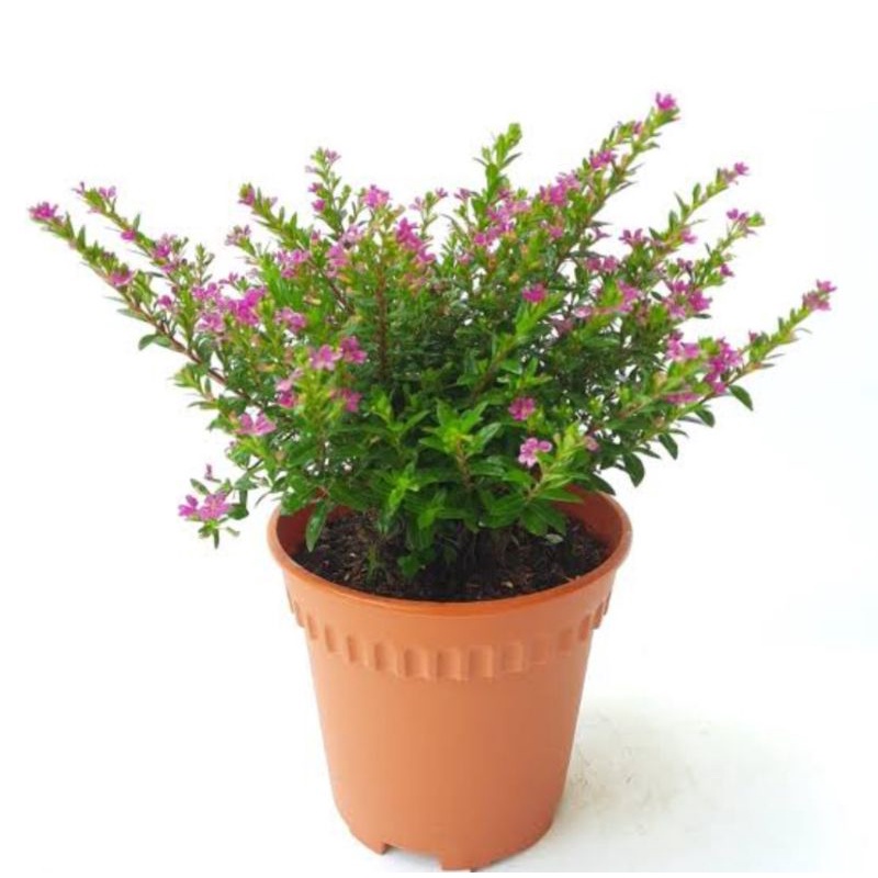 Jual Tumbuhan Hias Taiwan Beauty Bunga Ungu Cuphea Hyssopifolia ...