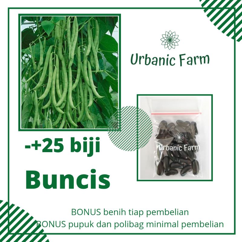 Jual 25 Biji Buncis Unggul -Benih Bibit Seed Sayuran Eceran Seribuan ...