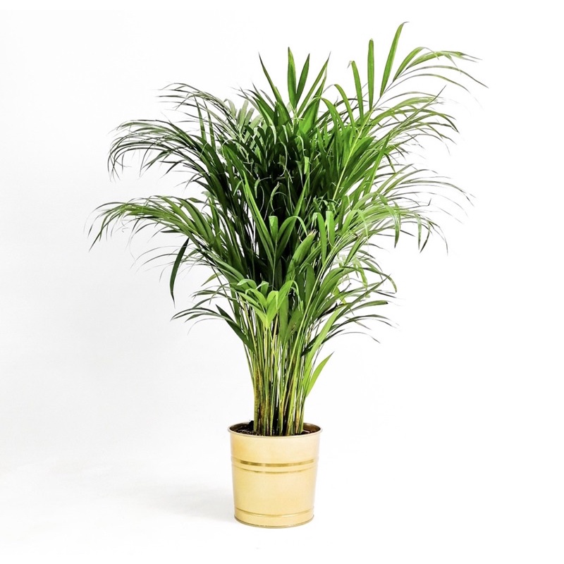 Jual Tanaman hias indoor palem kuning tinggi 50cm - palem kuning ...