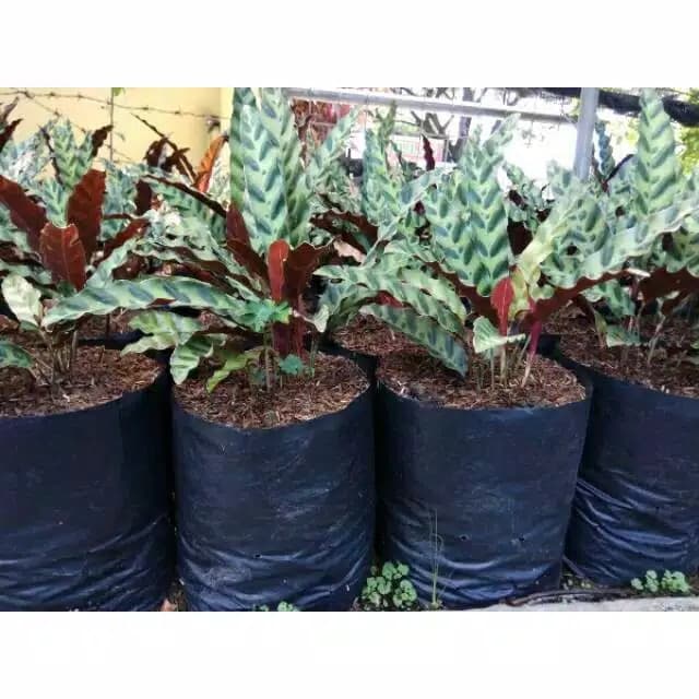Jual TERMURAH Tanaman hias calathea lancifolia - Pohon meranti ekor ...