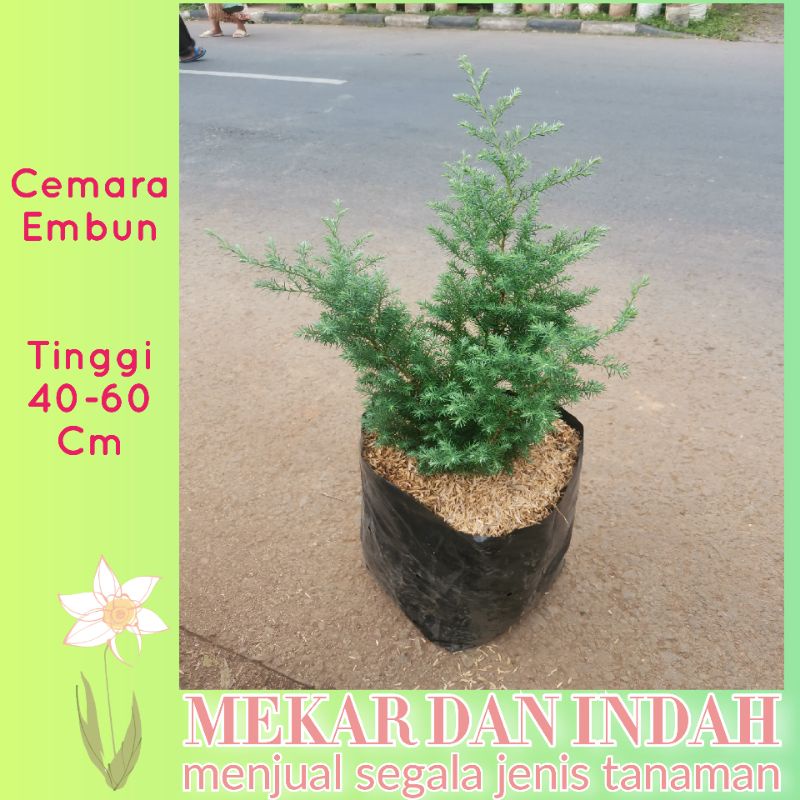 Jual bibit tanaman cemara embun, pohon cemara embun | Shopee Indonesia