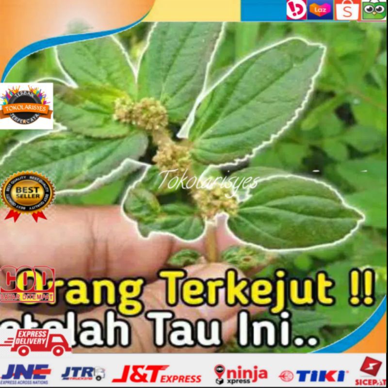 Jual Daun patikan kebo segar siap ambil ke kebun netto 100gram | Shopee ...