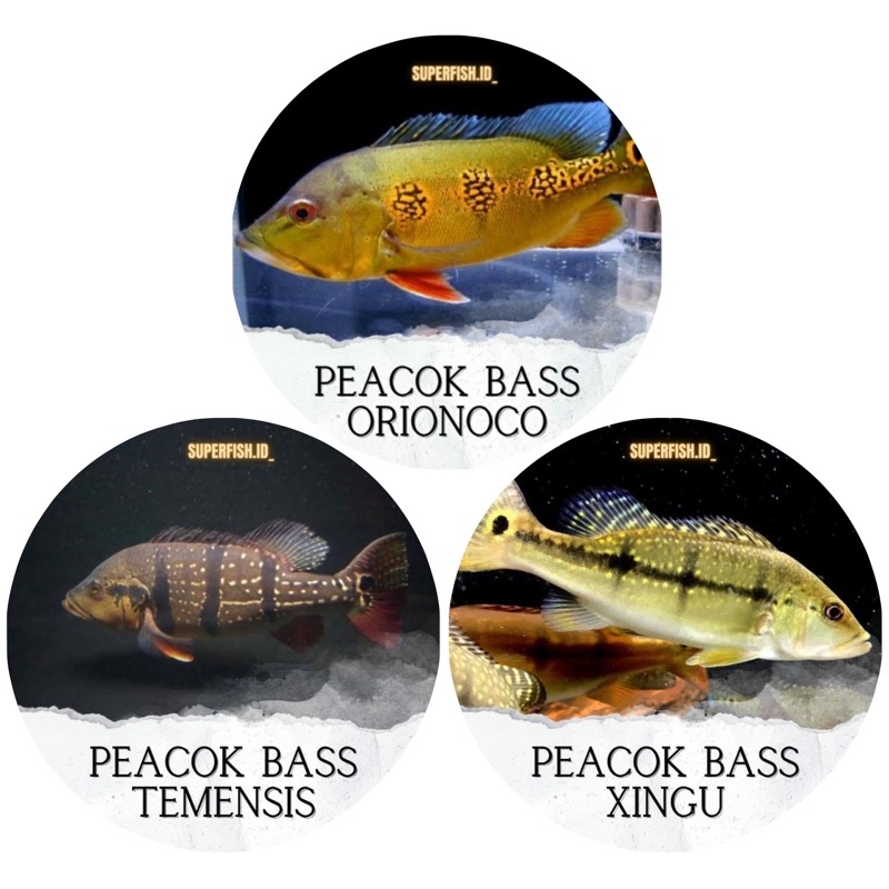 Jual PAKET 3A.PEACOK BASS ORINOCO,TEMENSIS,XINGU | Shopee Indonesia