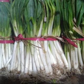 Jual Daun Bawang Pre perikat kurang lebih 1 kg Indonesia|Shopee Indonesia