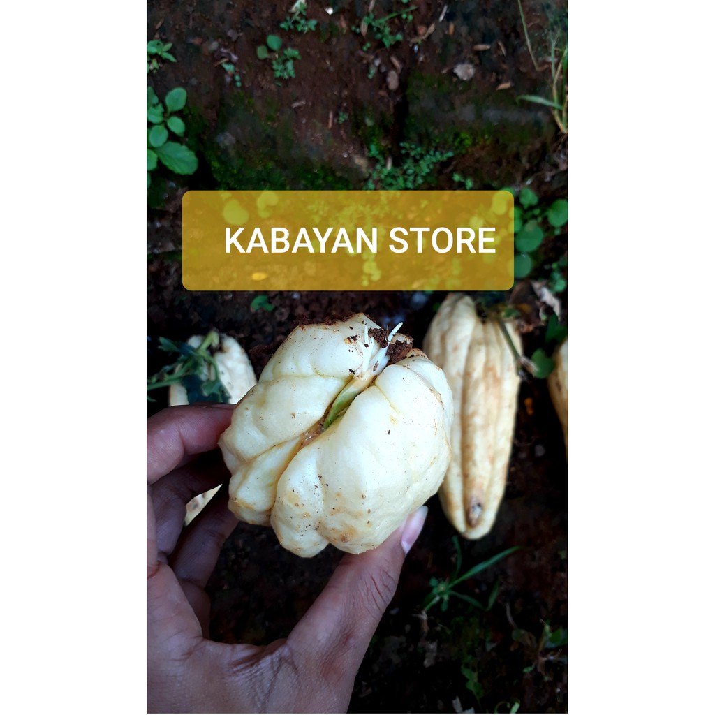 Jual TERBAIK LABU SIAM/WALUH SIEM PUTIH SIAP TANAM (5 Bibit) | Shopee ...