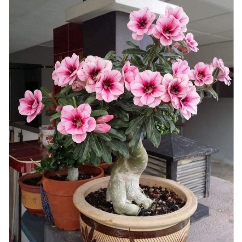 Jual NEW!!BAHAN BONSAI-ADENIUM KAMBOJA JEPANG BUNGA TUMPUK//BONSAI ...
