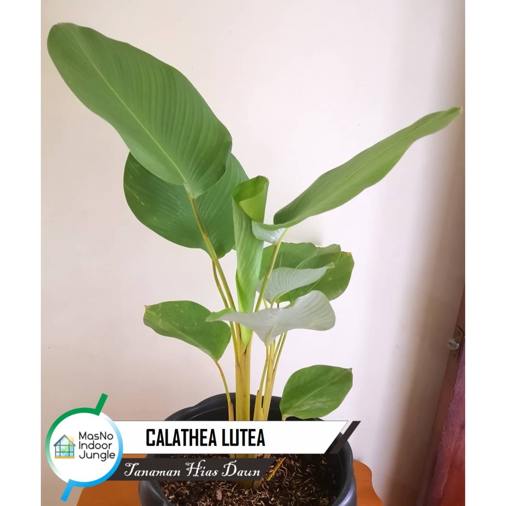 Jual Tanaman Hias Daun Calathea Lutea - Tanaman Indoor Calathea Pisang ...