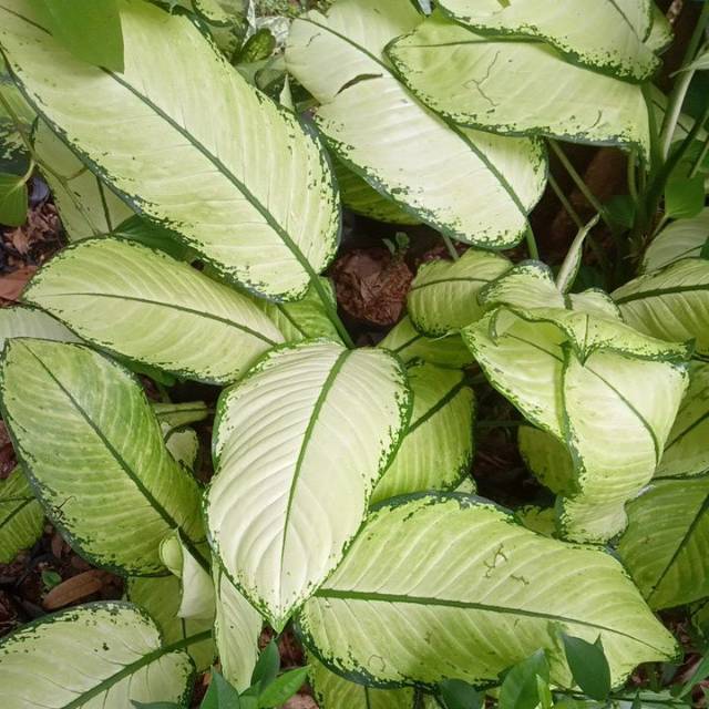 Jual Pohon aglonema yellow / Meranti kuning | Shopee Indonesia