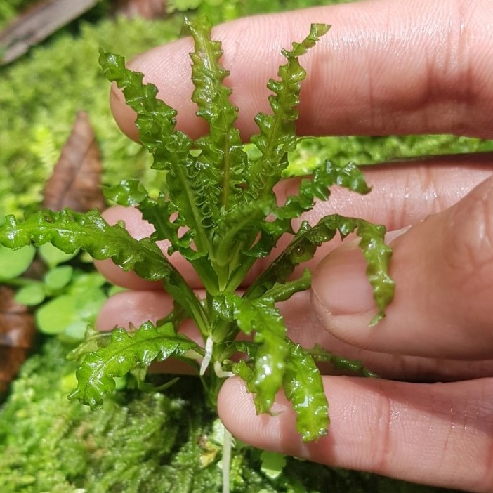 Jual Beli 10 Gratis 1 Downoi / Pogostemon Helferi Tanaman Aquascape ...