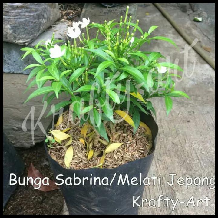 Wow 22+ Bunga Melati Sabrina - Gambar Bunga Indah
