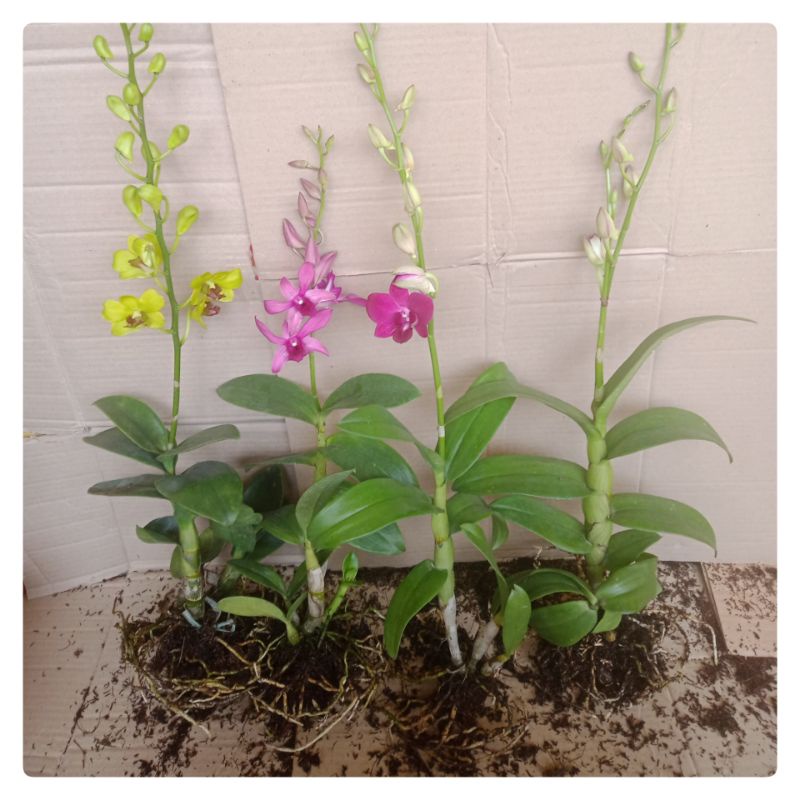 Jual Anggrek Dendrobium Knop isi 4 Plant | Shopee Indonesia