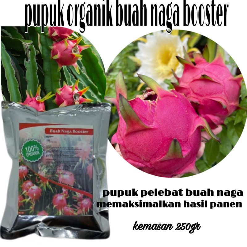 Jual PUPUK ORGANIK BUAH NAGA BOOSTER PERANGSANG PERTUMBUHAN TANAMAN BUAH NAGA PELEBAT BUAH NAGA ...