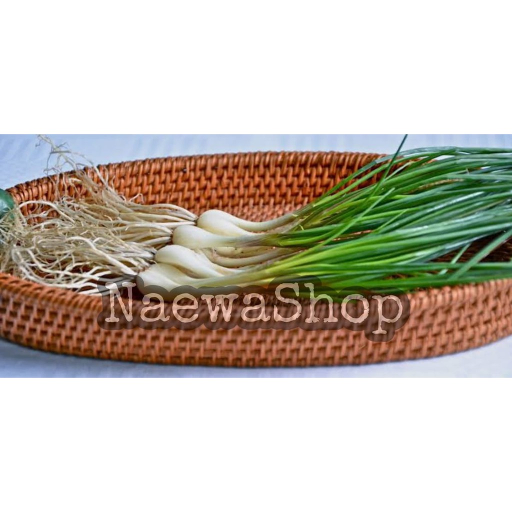 Jual Daun Bawang cung - lokio - bawang batak segar 500 gram | Shopee ...