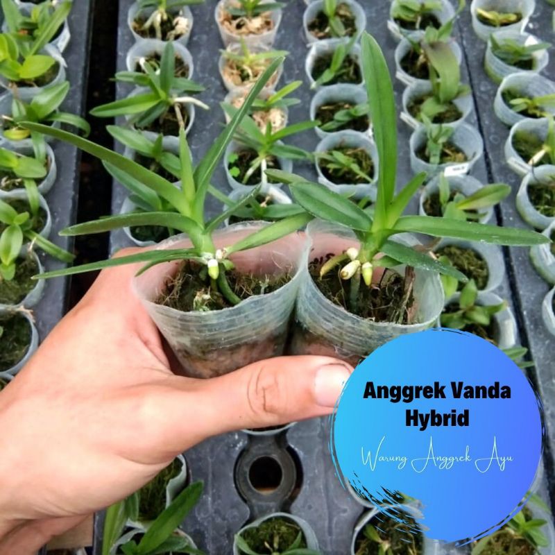 Jual Bunga anggrek vanda seedling hybrid cantik (BEST SELLER) | Shopee ...