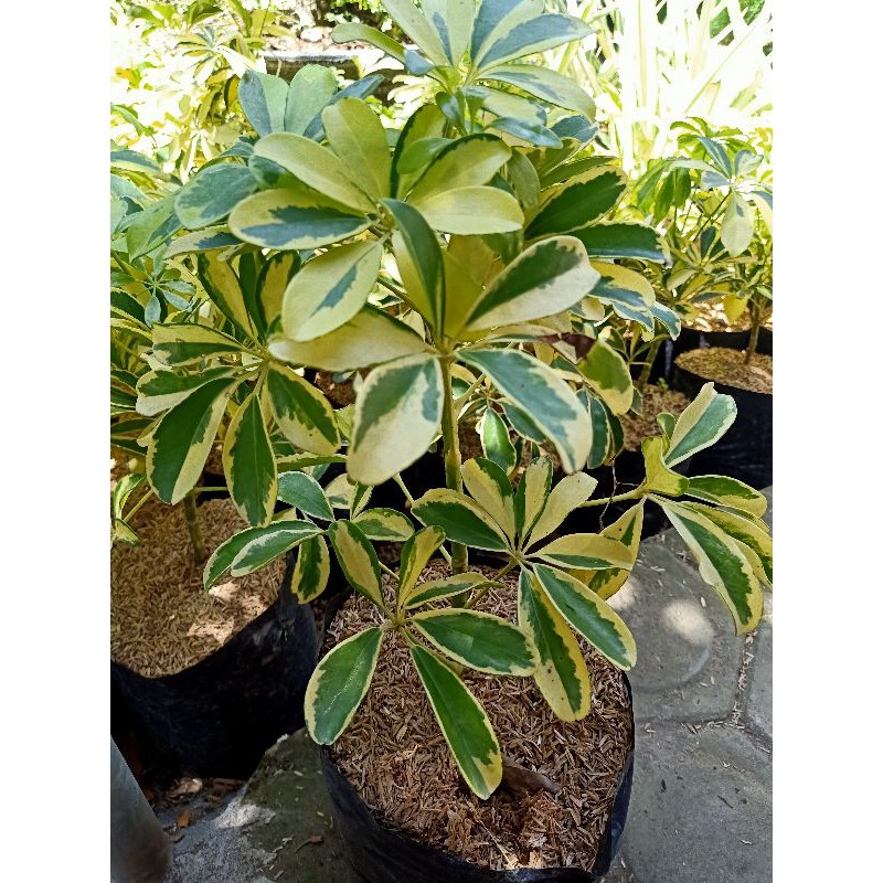 Jual bunga Walisongo bangkok | Shopee Indonesia