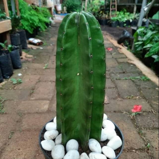 Jual Tanaman kaktus belimbing - kaktus koboy | Shopee Indonesia