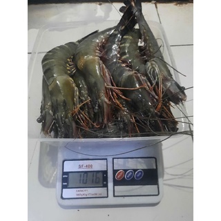 Jual udang tiger, udang windu, udang pacet, udang jumbo, tiger prawn ...