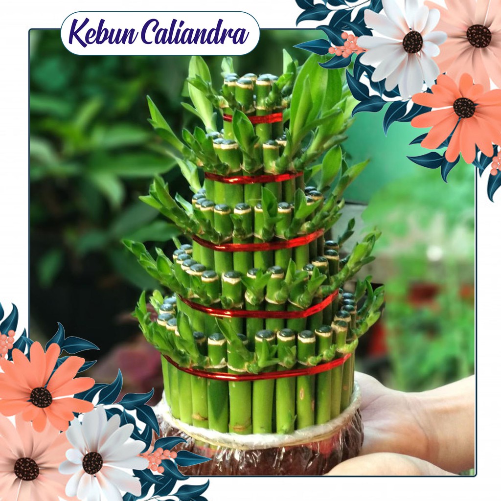 Jual Bambu hoky MURAH/ Bambu Hoki / Bambu Rejeki / lucky Bambu ...