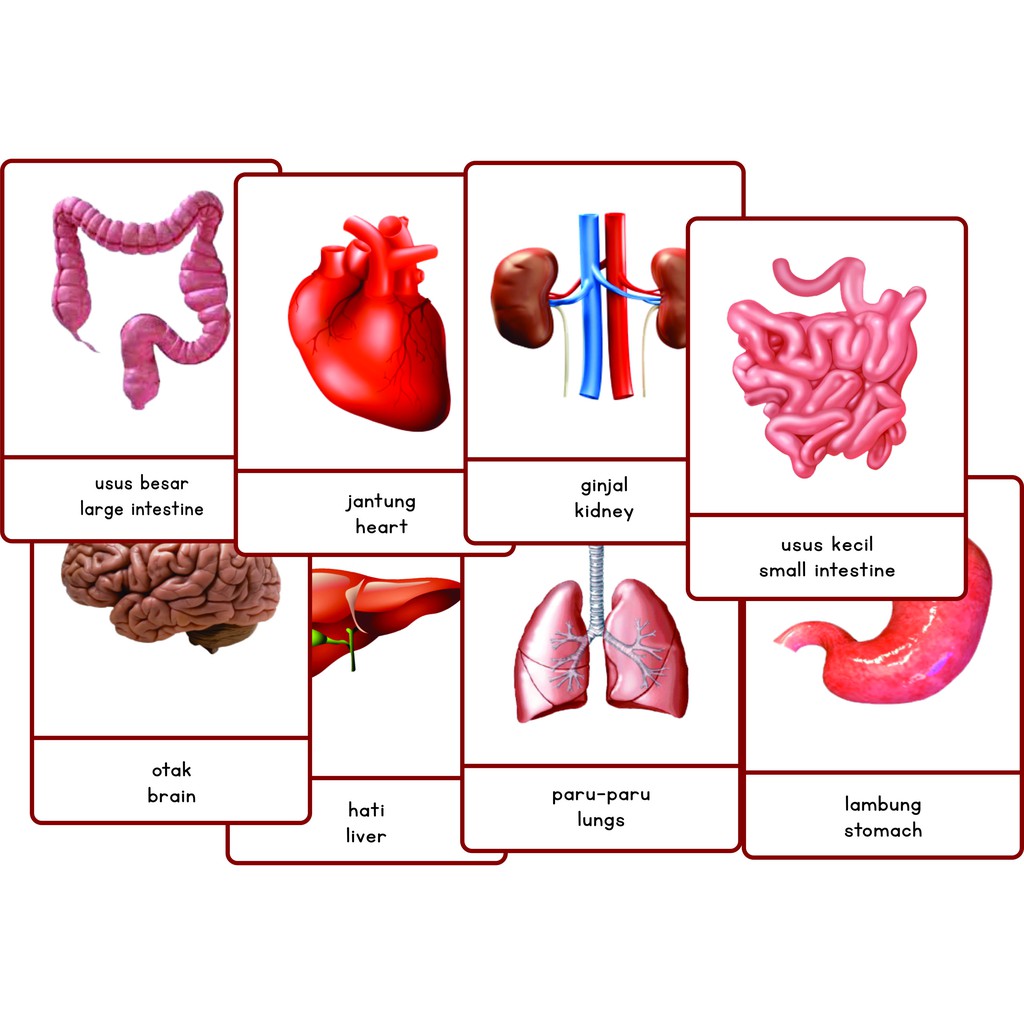 Jual Montessori Human Organs 3 Part Cards | Shopee Indonesia