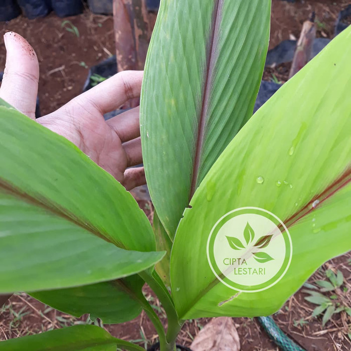 Jual Bibit Temu Putih - Tanaman Curcuma Zedoaria Pohon Obat Herbal ...