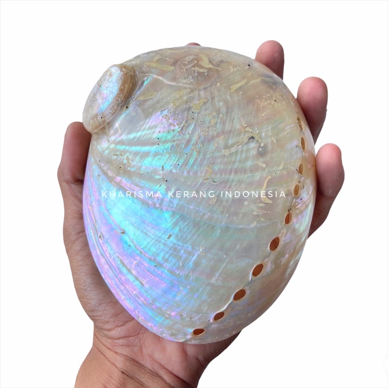 Jual HALIOTIS MIDAE (SOUTH AFRICAN ABALONE SHELL) PERLEMOEN ABALONE ...