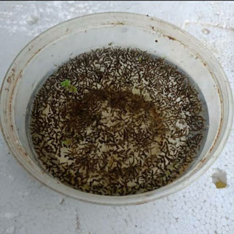 Jual Encu / Jentik Nyamuk Pakan Ikan Cupang Hias Murah | Shopee Indonesia