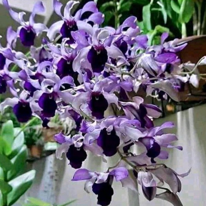Jual Anggrek Dendrobium Indonesia Raya Blue Dewasa-sudah knop/spike ...