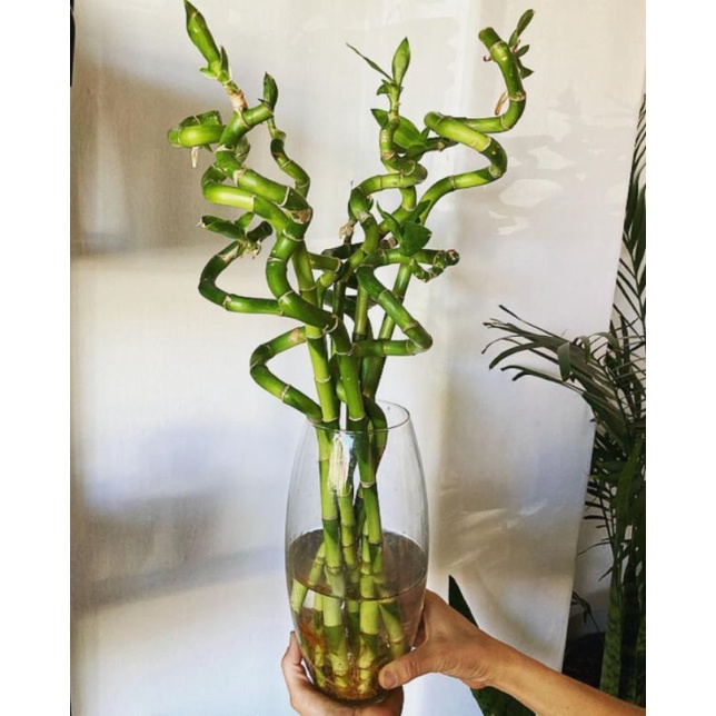 Jual Bambu Hoki Curly Lucky Bamboo Sri Rejeki Suji Ulir Florist ...