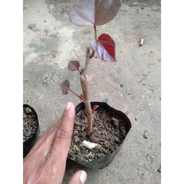 Jual bahan bonsai waru merah Indonesia|Shopee Indonesia