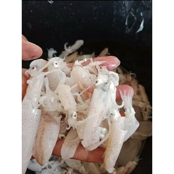 Jual CUMI BABY/CUMI CENDOL SEGAR 1KG | Shopee Indonesia