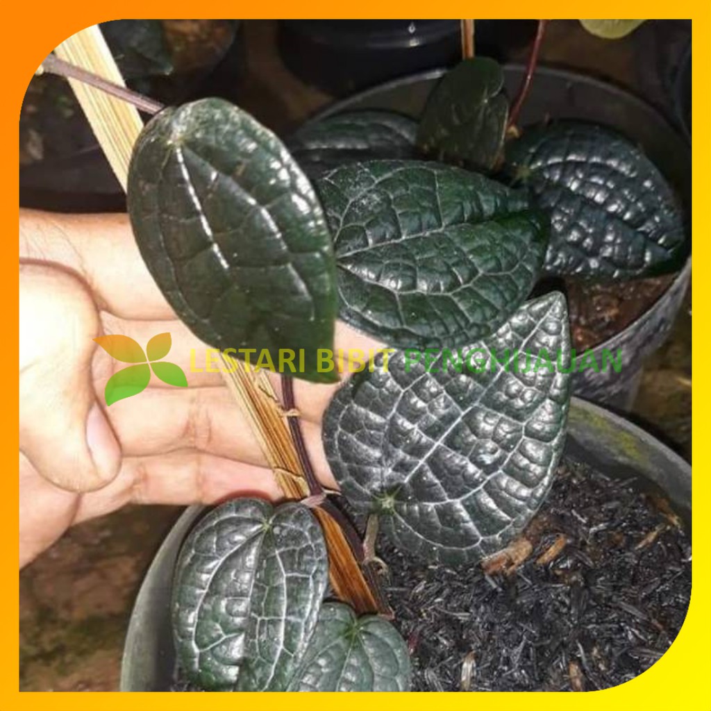 Jual Jual Bibit Tanaman Daun Sirih Hitam (Obat Herbal) | Shopee Indonesia
