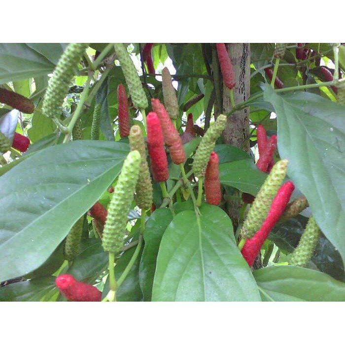 Jual biji benih tanaman piper retrofractum fructus / 10 biji | Shopee ...