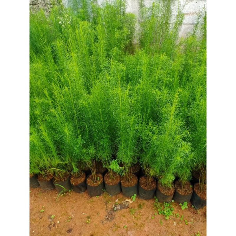 Jual Tanaman Hias Hidup Cemara Laut - Cemara Air - Asparagus - Pohon ...