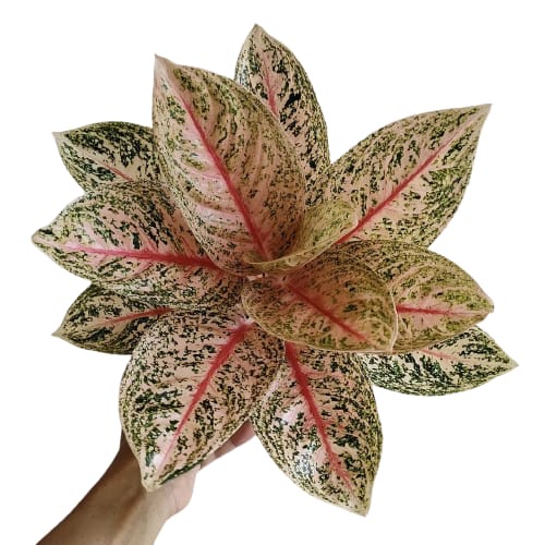 Jual Aglonema Witurah Tanaman Aglonema Hidup Bunga Aglonema Widuri ... Jual Aglonema Witurah Tanaman Aglonema Hidup Bunga Aglonema Widuri ...