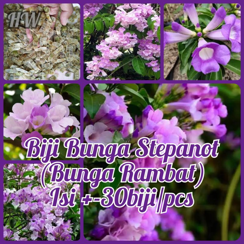 Jual Biji Bunga Stepanot (bunga rambat) Indonesia|Shopee Indonesia