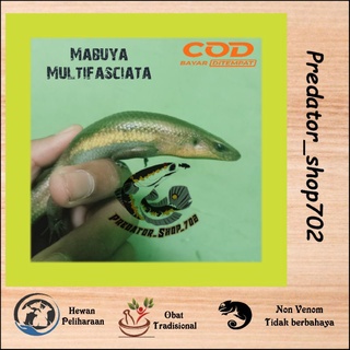 Jual Kadal / Kadal Kebun / Kadal Sawah / Kadal sawah / Kadal Licin ...