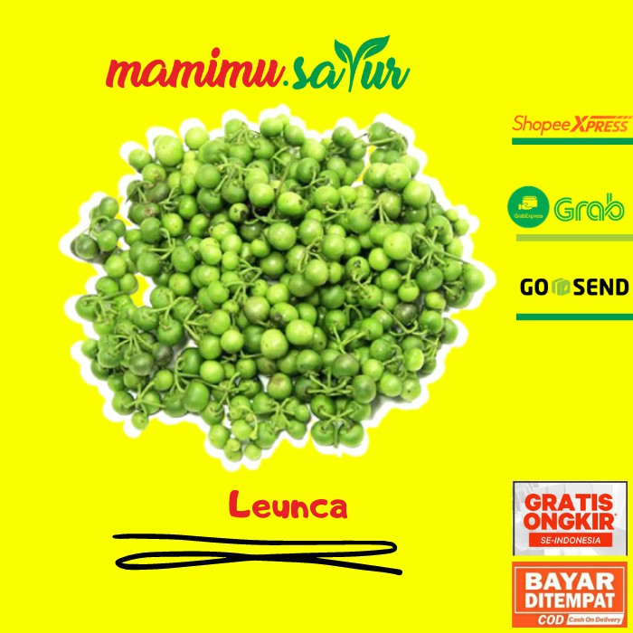 Jual LEUNCA HIJAU LENCA HIJAU SAYUR LENCA LEUNCA SEGAR 100GR | Shopee ...