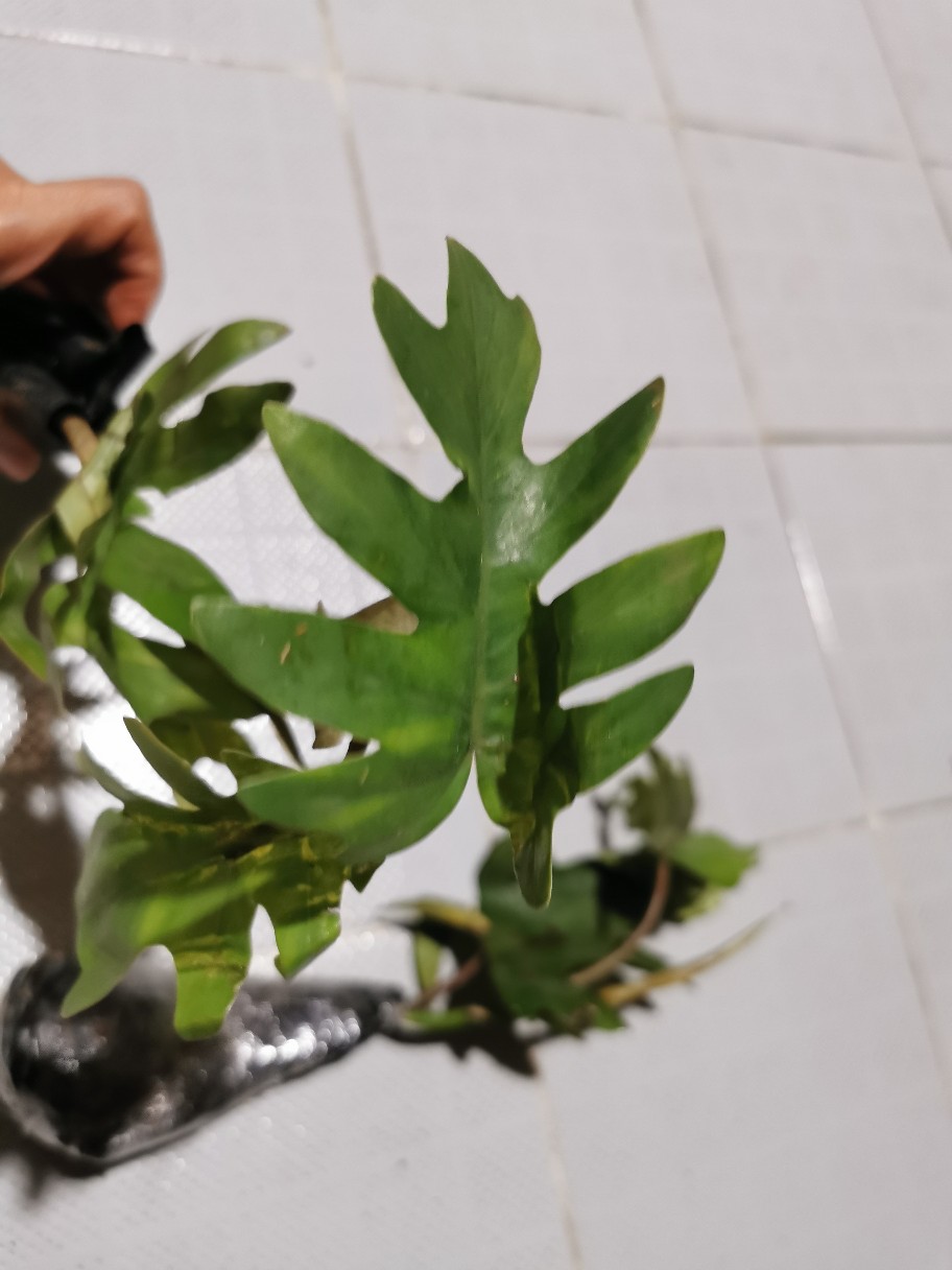 Tanaman Philo Mayoi Tanaman Philodendron Mayoi Tanaman Philo Xanadu ...